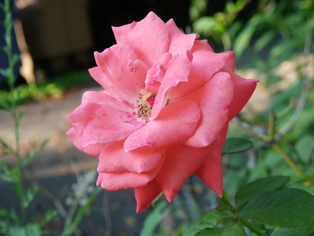 Procrastination | Purple Rosemary