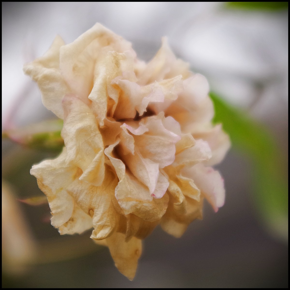 Just Because | Purple Rosemary