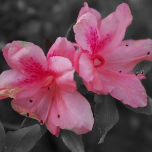 Spring Poem | Purple Rosemary